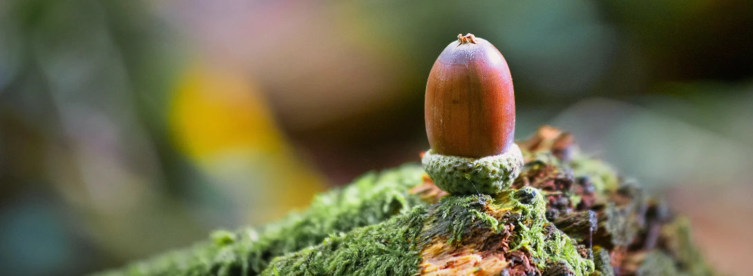 The story behind a collection - Why I make Acorn Pendants